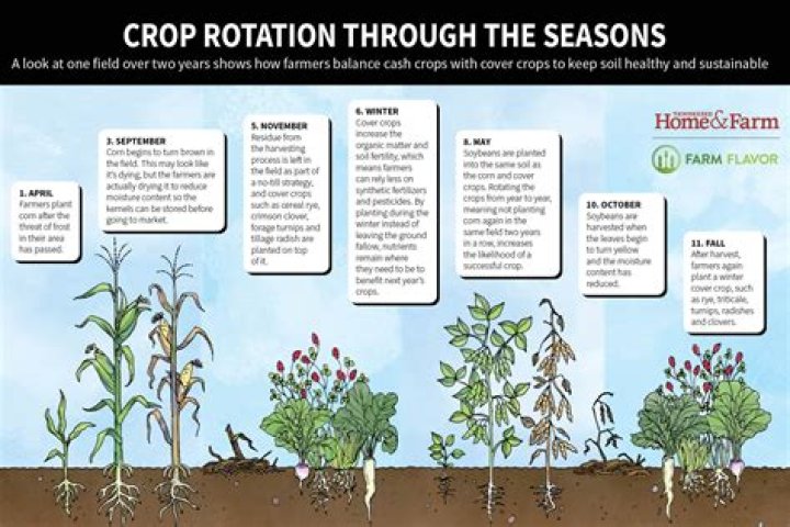 How do you cover crops in a no-till garden? - TruthTrack News