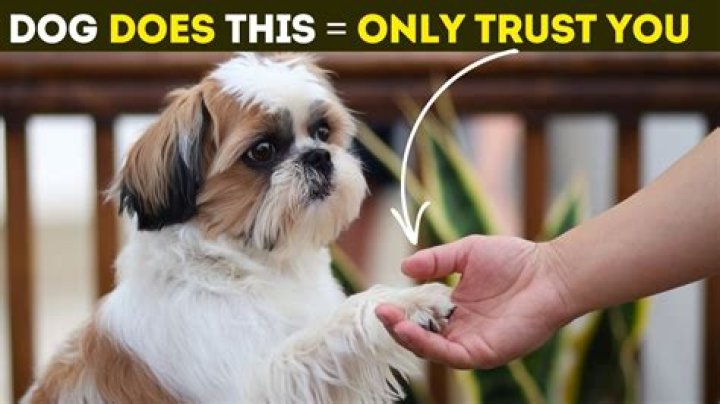 How do you know when a dog trusts you? - TruthTrack News