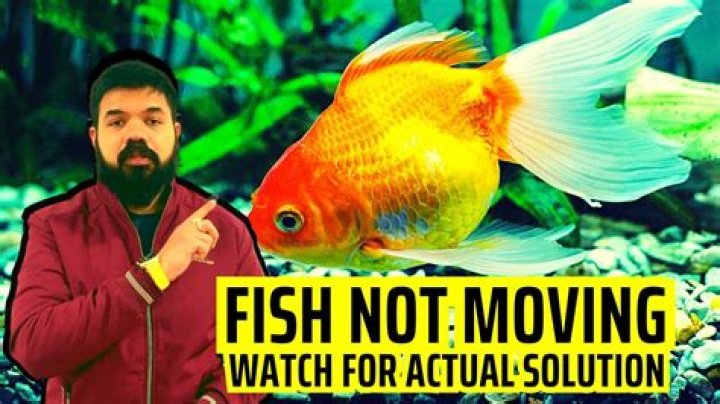 Why is my fish not moving but still alive? - TruthTrack News